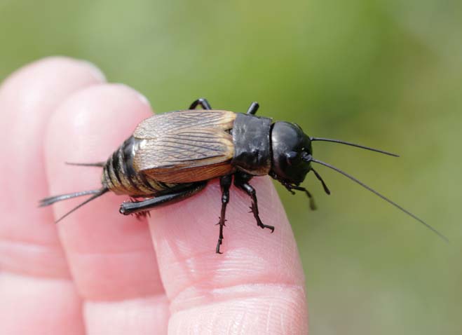 Cricket Pest Control | Royal Pest Management