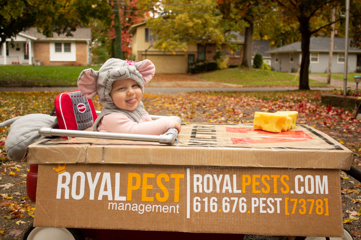 Residential Pest Control | Royal Pest Management